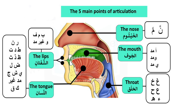 Makharij al Huruf Part( Articulation Points part 1): Tajweed lesson 2 ...