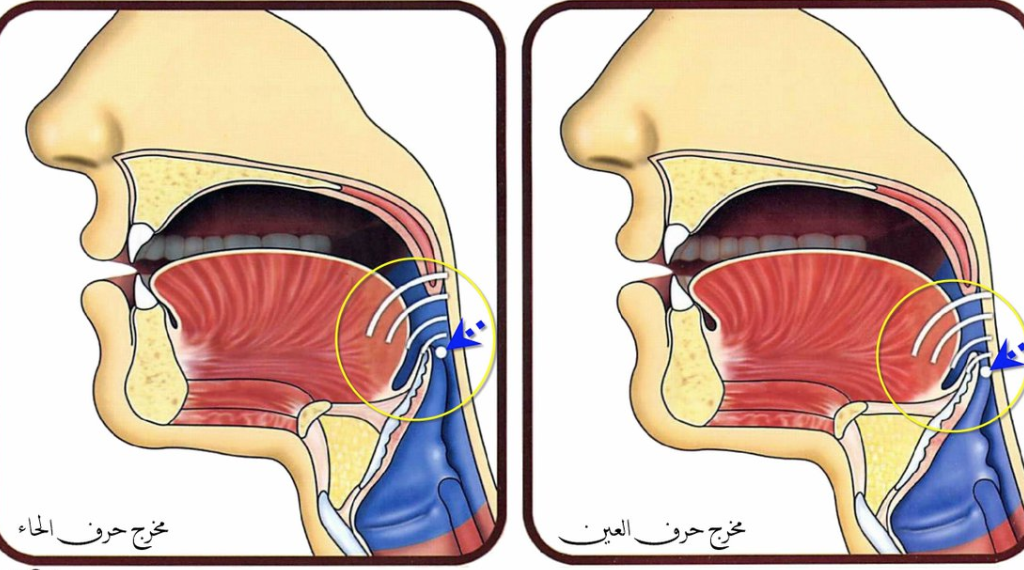 Makharij al Huruf Part( Articulation Points part 1): Tajweed lesson 2 ...