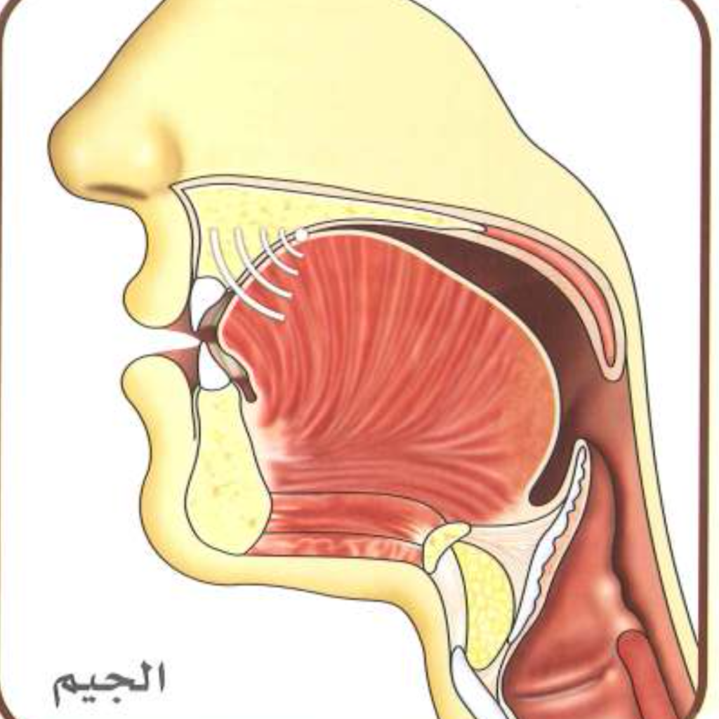 Makharij al Huruf Part 2( Articulation Points): Tajweed lesson 3 ...