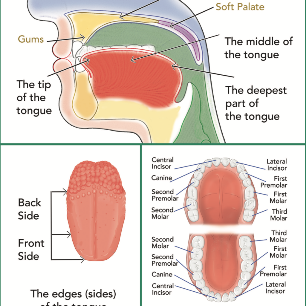 Makharij al Huruf Part 2( Articulation Points): Tajweed lesson 3 ...