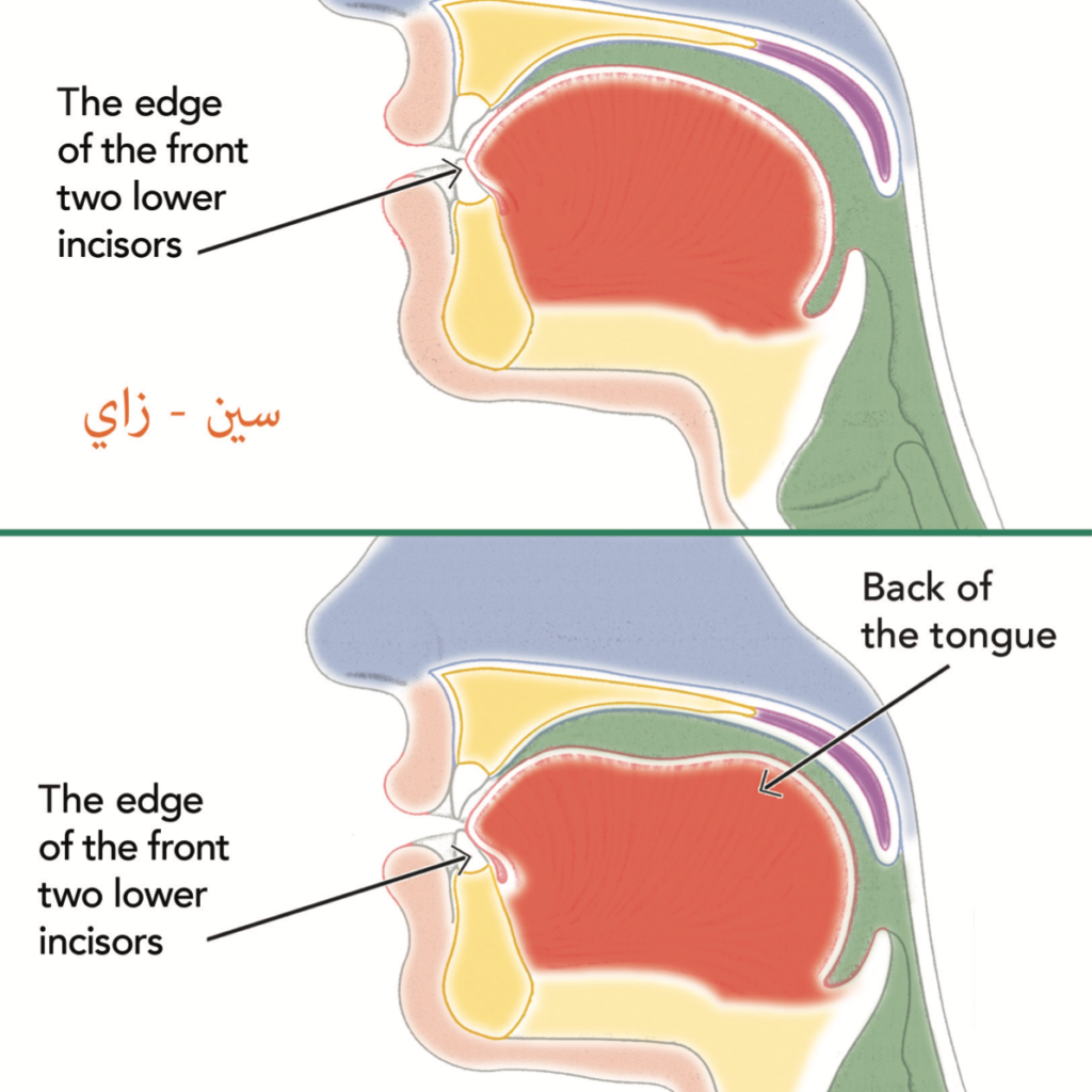 Makharij al Huruf Part 2( Articulation Points): Tajweed lesson 3 ...
