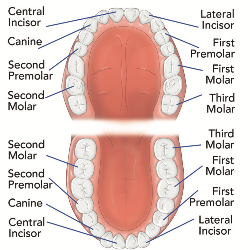 Makharij al Huruf Part 2( Articulation Points): Tajweed lesson 3 ...