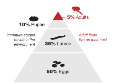 Hostguard Organic Flea Control - Natural Flea Control