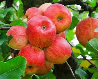 Serunya Wisata Petik Apel Malang, Harga Tiket & Lokasi