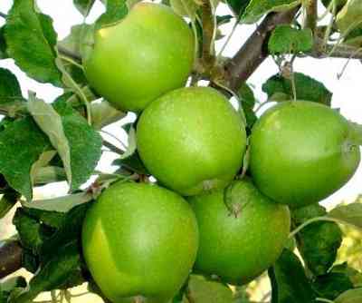 Serunya Wisata Petik Apel Malang, Harga Tiket & Lokasi