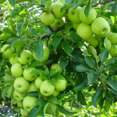 Serunya Wisata Petik Apel Malang, Harga Tiket & Lokasi