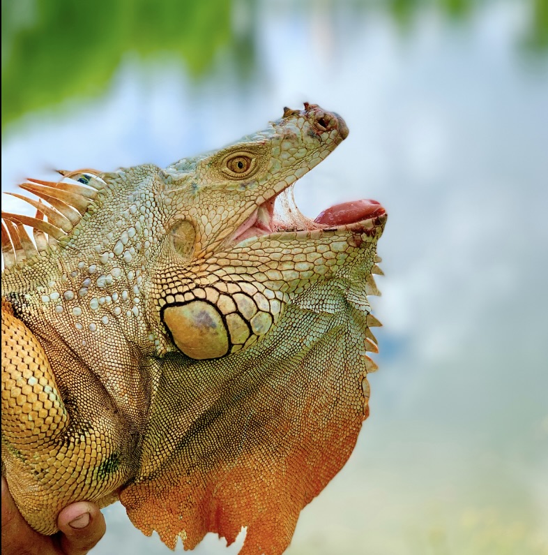 Humane Iguana Control