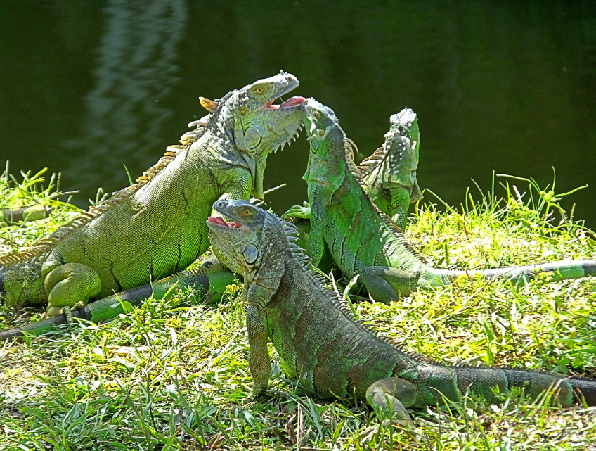 Iguana Removal Services