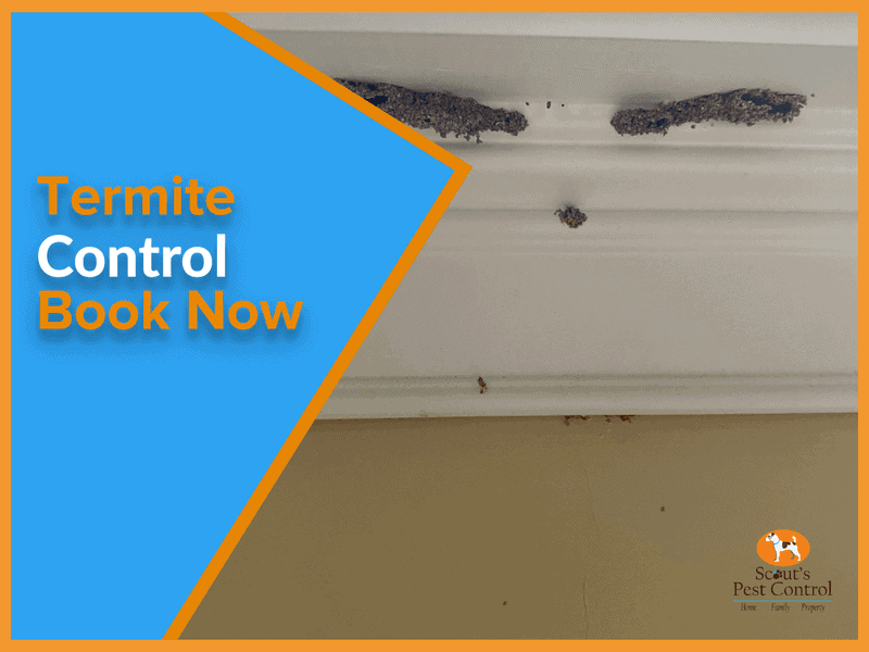 Termite Swarming Season