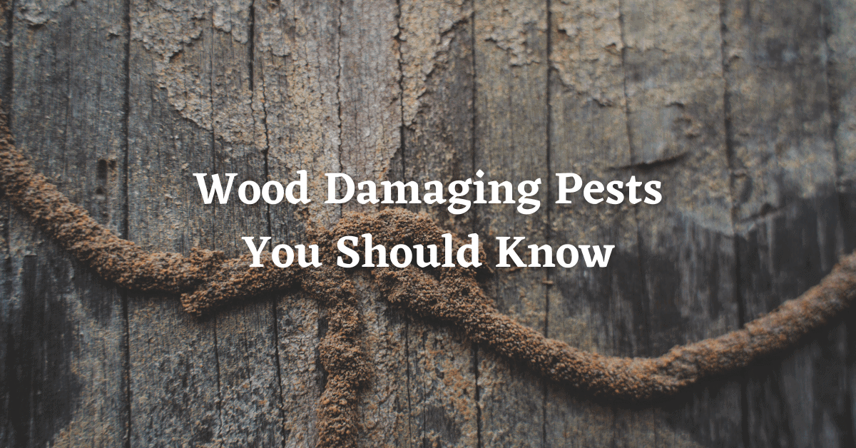 Wood Damaging Insects In South Carolina You Should Know