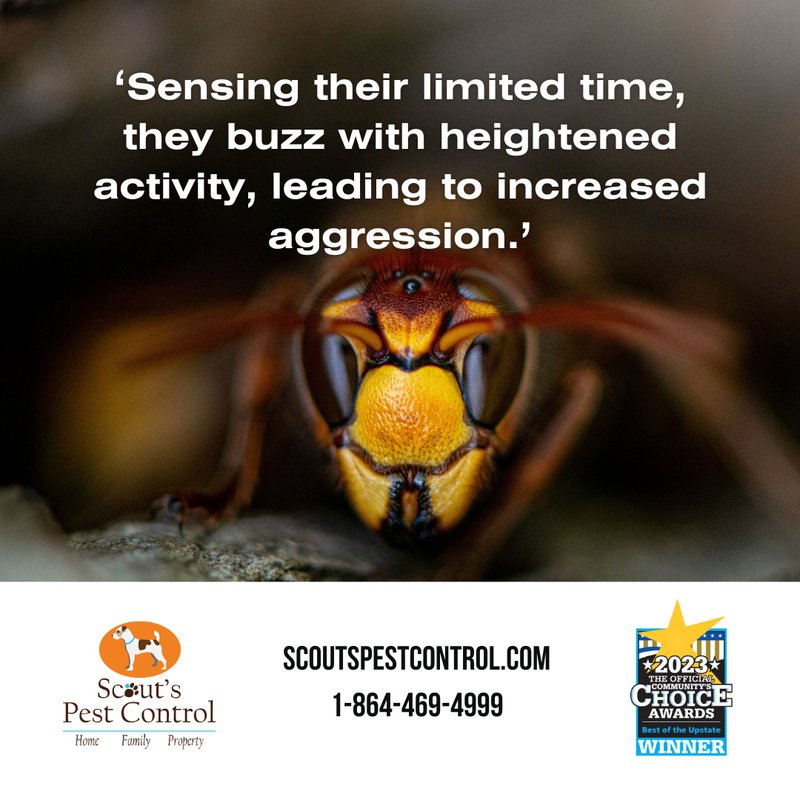 Understanding Aggressive Hornets In The Fall: Why They Turn Aggressive