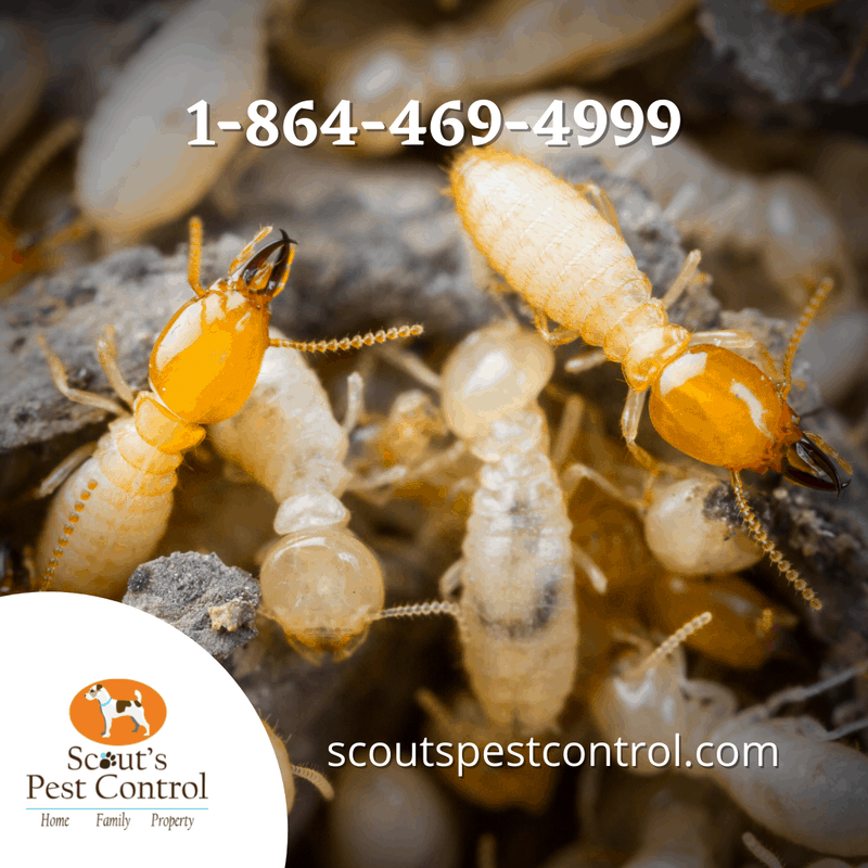 Wood Damaging Insects In South Carolina You Should Know