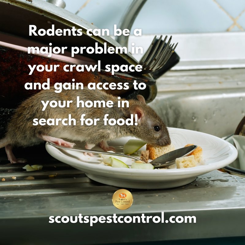 Crawl Space Pests and Why You Should Encapsulate Your Crawl Space.