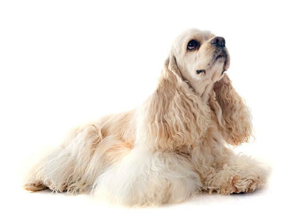 American Cocker Spaniel: Your Comprehensive Breed Guide — Woofmastery.com
