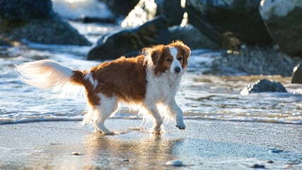 Kooikerhondje Spaniel: Dutch Duck-Hunting Dog — Woofmastery.com