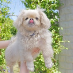 Pekepoo: Exploring the Pekingese Poodle Mix — Woofmastery.com