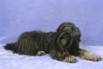 Portuguese Sheepdog — Woofmastery.com