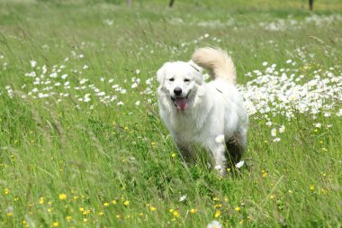 Slovak Cuvac: A Guide to this Majestic Breed — Woofmastery.com
