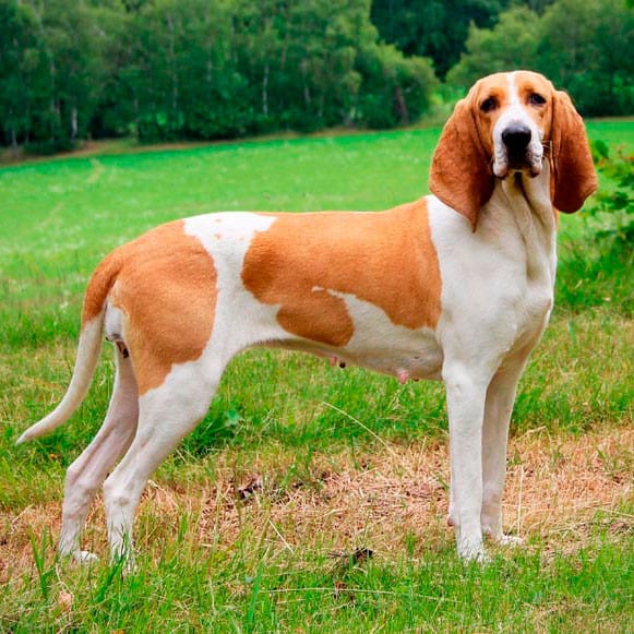 Swiss Hound — Woofmastery.com