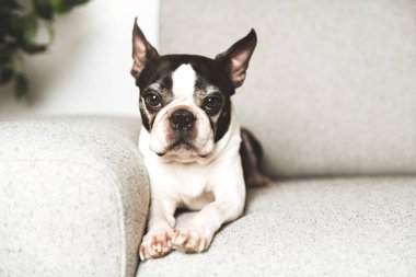 Mini Boston Terrier: Compact Canine Charm — Woofmastery.com