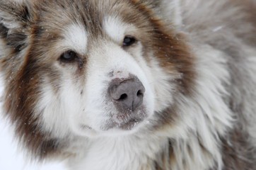 Canadian Eskimo Dog: An Overview of Arctic Canine Heritage ...
