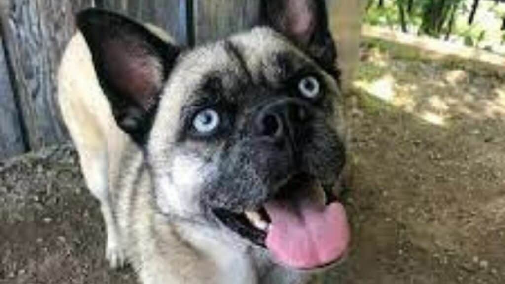 Hug Dog: Exploring the Affectionate Mix — Woofmastery.com