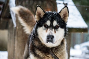 Discover the Sakhalin Husky: An Arctic Canine Heritage — Woofmastery.com
