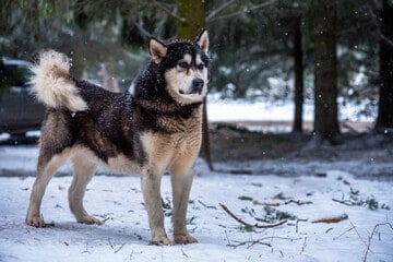 Discover the Sakhalin Husky: An Arctic Canine Heritage — Woofmastery.com