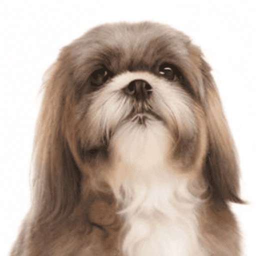 Lhasa Apso: The Regal Tibetan Companion — Woofmastery.com