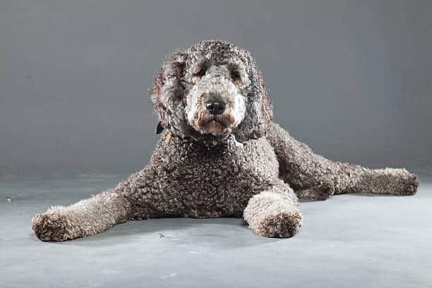 Rottiedoodle: A Unique Crossbreed Dog
