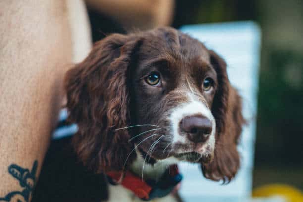 Toy Trawler Spaniel: Petite Companion Dog — Woofmastery.com