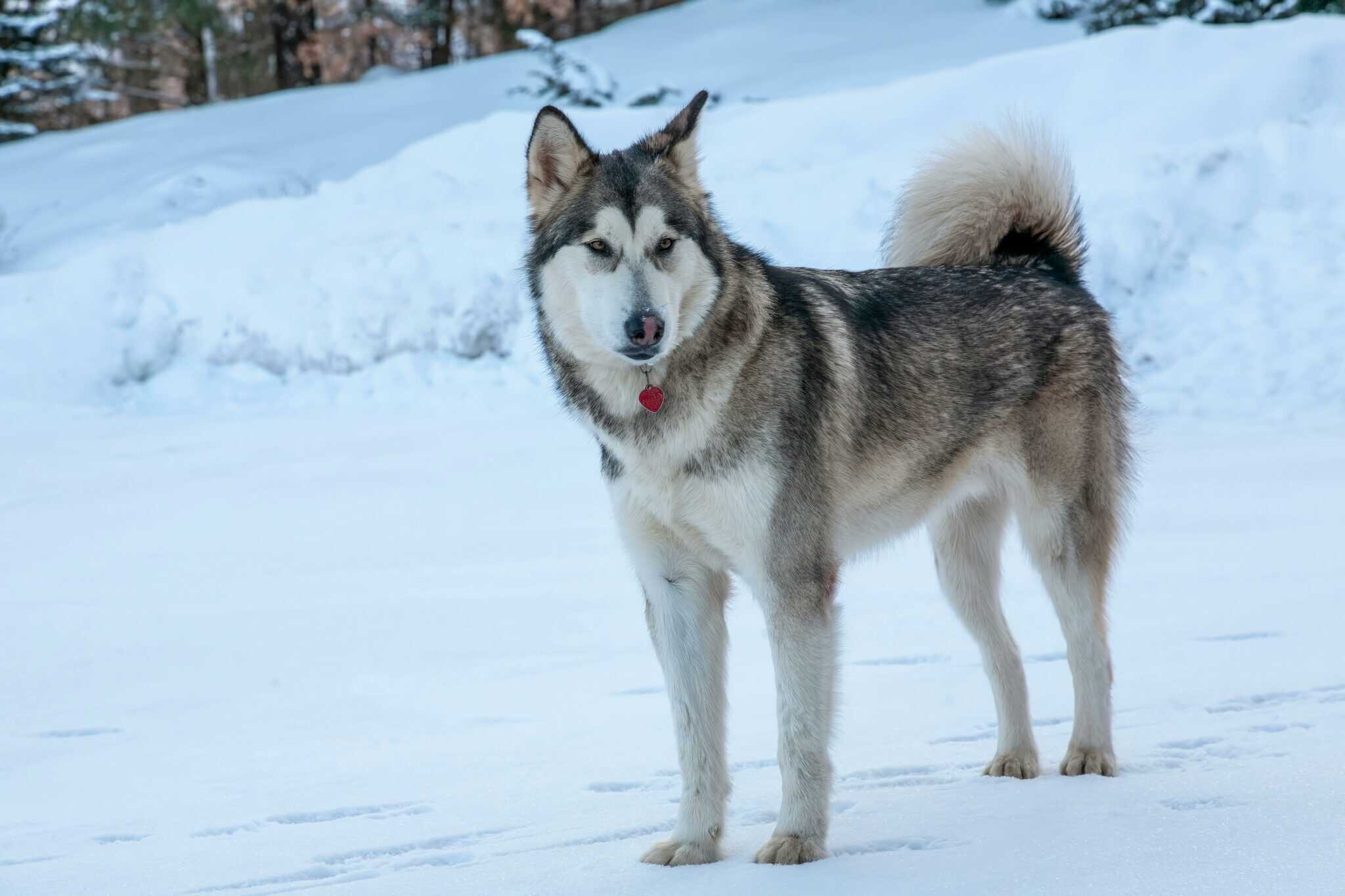 Labrador Husky: A Distinctive Arctic Dog Breed — Woofmastery.com