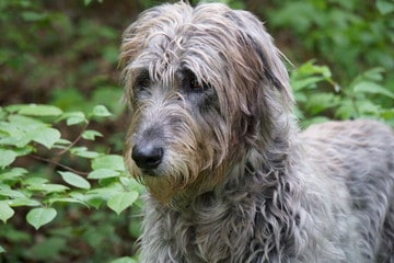 Weimardoodle: Discover the Perfect Poodle-Weimaraner Mix — Woofmastery.com