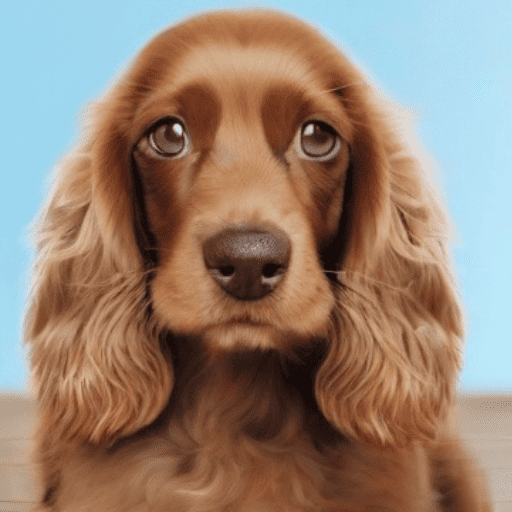 Alpine Spaniel: Unveiling the Unique Mountain Dog — Woofmastery.com