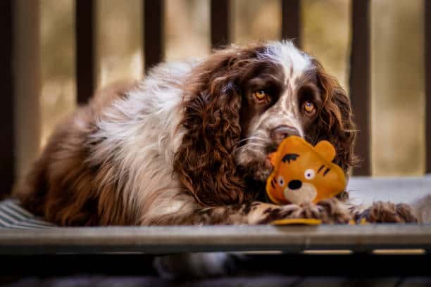 Toy Trawler Spaniel: Petite Companion Dog — Woofmastery.com
