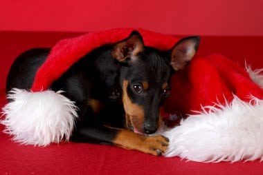 Toy Manchester Terrier: Petite Powerhouse of Personality — Woofmastery.com