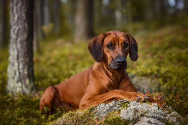 Rhodesian Ridgeback — Woofmastery.com