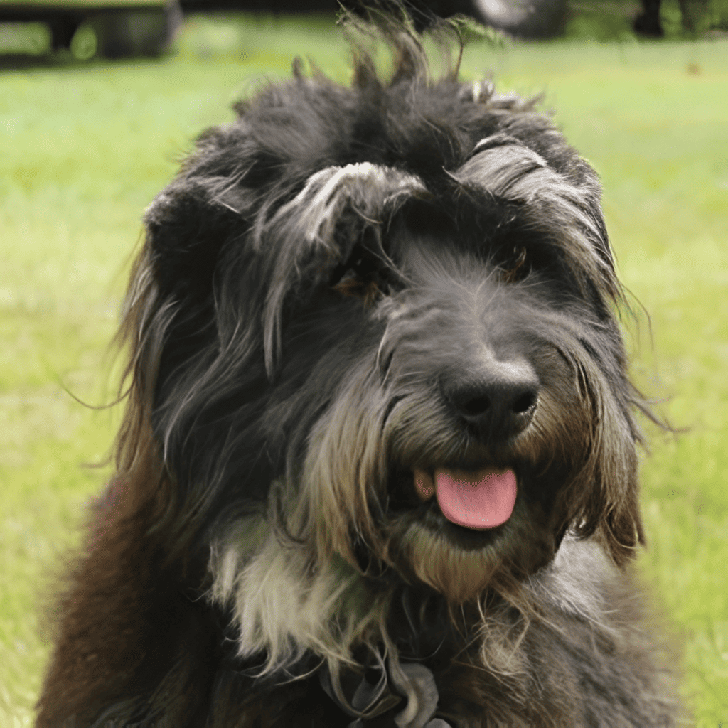 Portuguese Sheepdog — Woofmastery.com