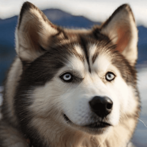 Exploring MacKenzie River Husky: A Unique Arctic Breed — Woofmastery.com