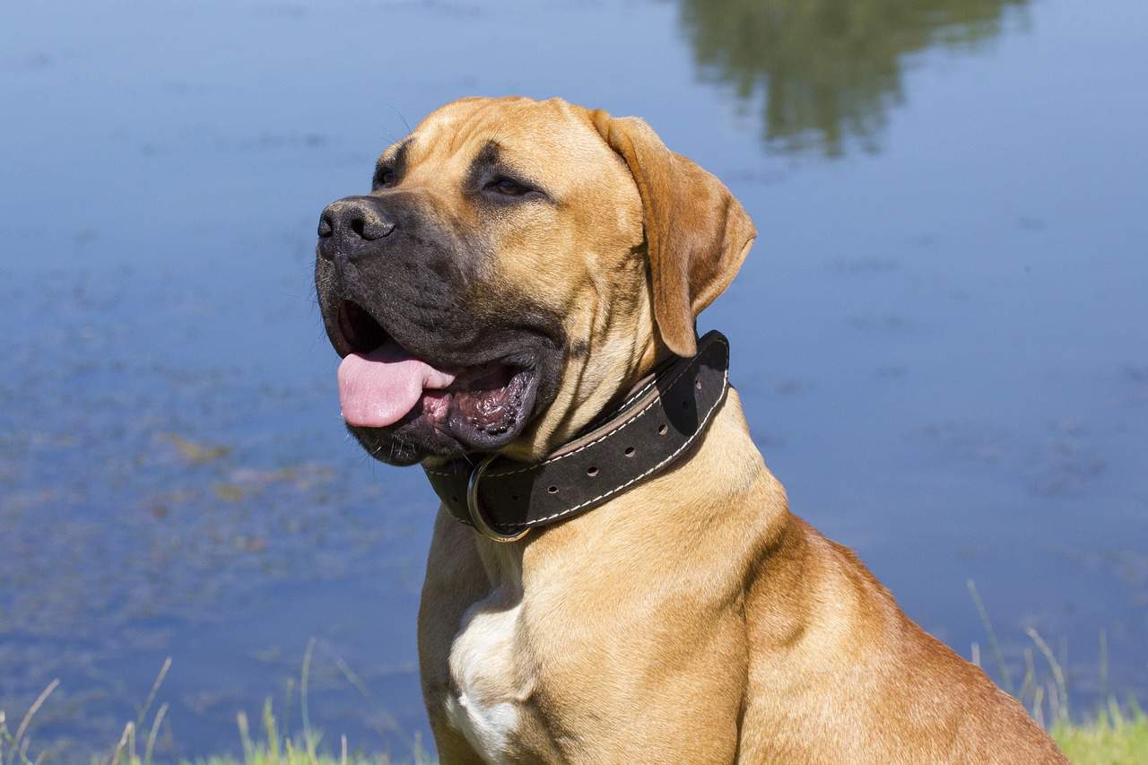 South African Mastiff: Powerful Guardian Breed — Woofmastery.com