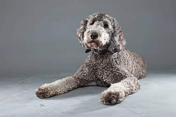 Rottiedoodle: A Unique Crossbreed Dog