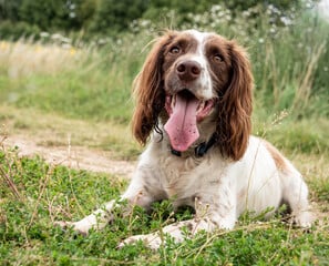 Sprocker Spaniel: Energetic Hybrid Breed — Woofmastery.com