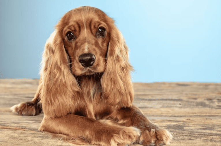 Alpine Spaniel: Unveiling the Unique Mountain Dog — Woofmastery.com