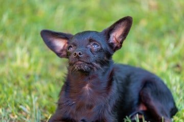 Chi Poo: Exploring the Charming Chihuahua Poodle Mix — Woofmastery.com