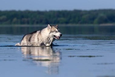 Exploring MacKenzie River Husky: A Unique Arctic Breed — Woofmastery.com
