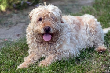 Weimardoodle: Discover the Perfect Poodle-Weimaraner Mix — Woofmastery.com