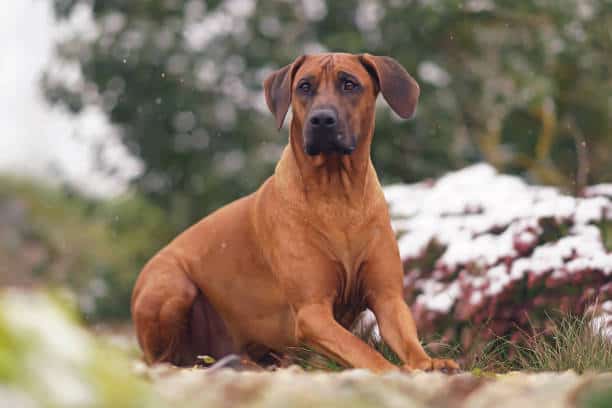 Tyrolean Hound — Woofmastery.com