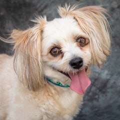 Chi Poo: Exploring the Charming Chihuahua Poodle Mix — Woofmastery.com