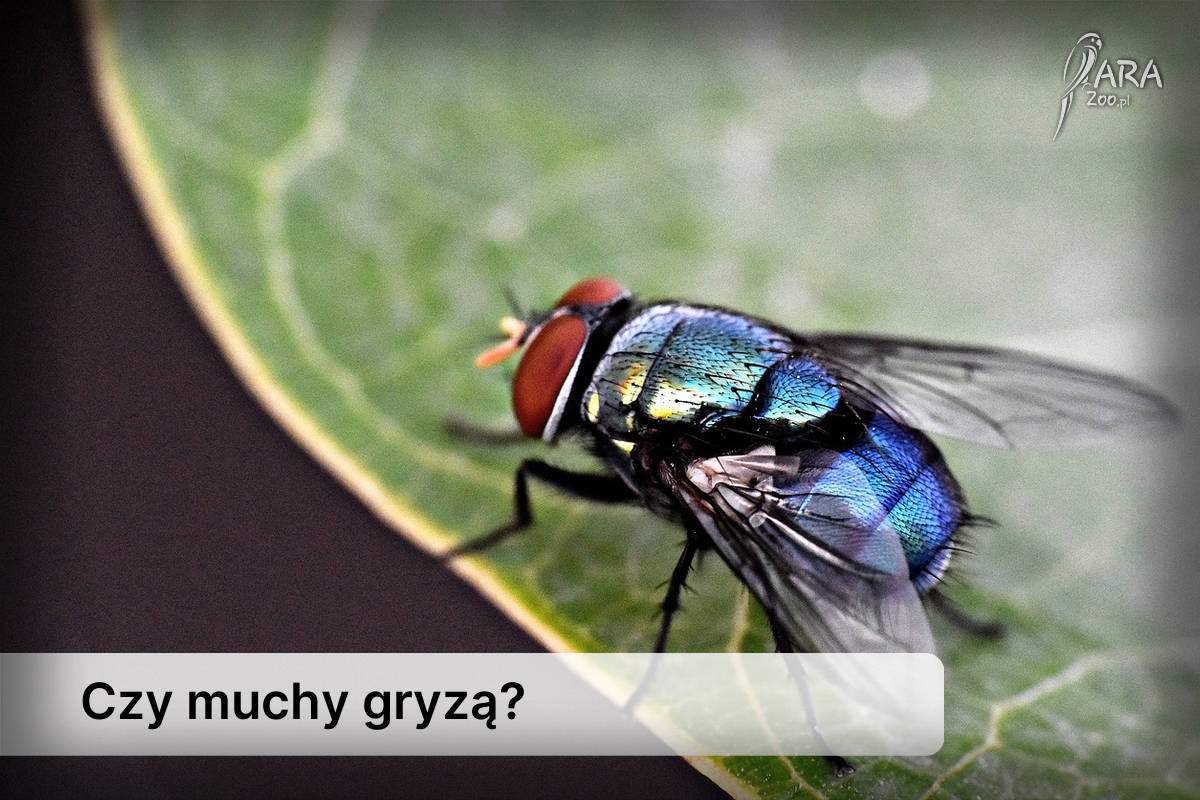 Co na muchy w domu? Czy muchy gryzą? Poznaj te uciążliwe owady!