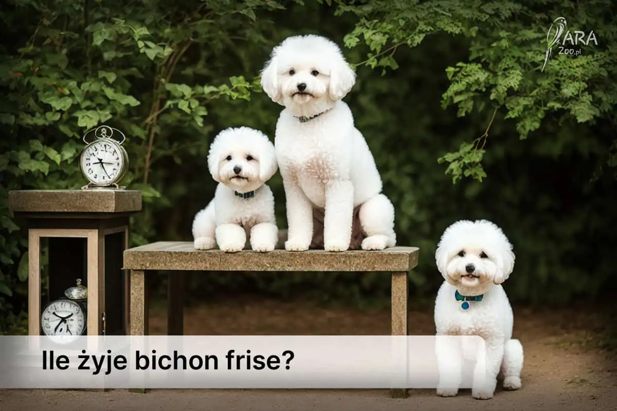 Ile żyje bichon frise? Poznaj długość życia psów tej słodkiej rasy!
